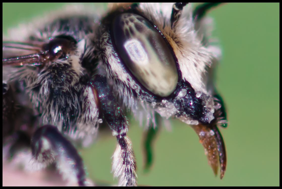 ITAP of a Clarkia Bee (i think) : r/itookapicture